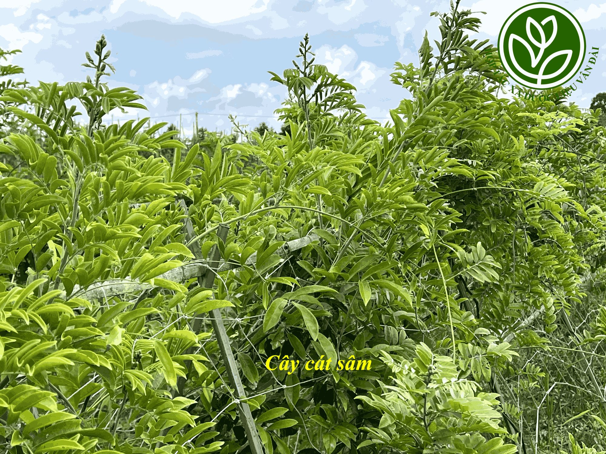 Cây cát sâm – Sâm nam núi Dành – DƯỢC LIỆU VÂN ĐÀI