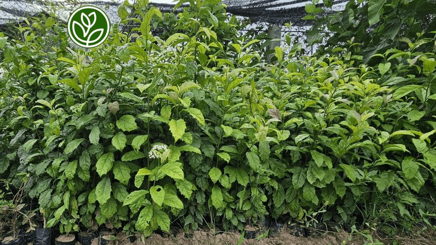 Cây Xạ đen – DƯỢC LIỆU VÂN ĐÀI