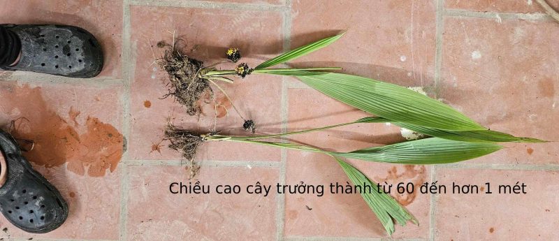 Cây Sâm cau đen thân lớn – DƯỢC LIỆU VÂN ĐÀI