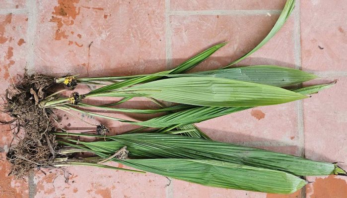 Cây Sâm cau đen thân lớn – DƯỢC LIỆU VÂN ĐÀI